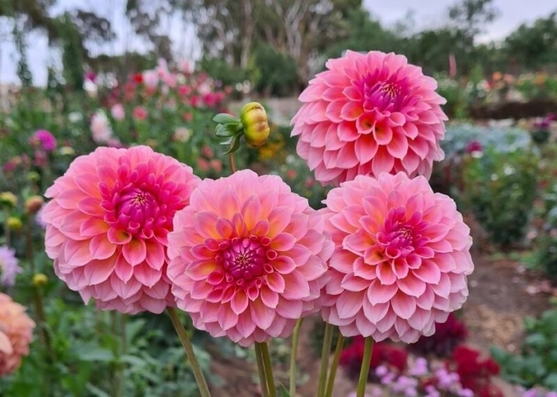 From Ashes to Blooms at Big Sky Flower Farm - Neutrog