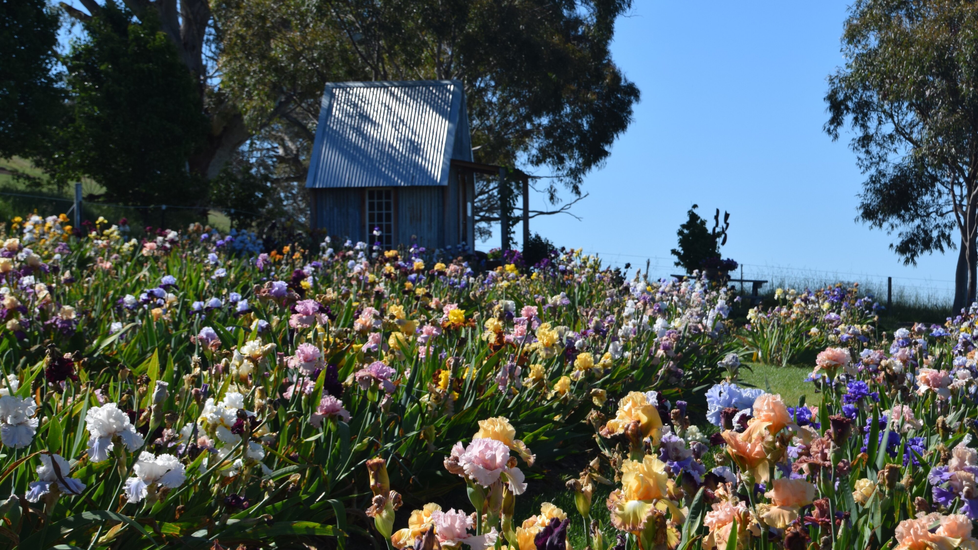 Spring View Irises: A Labour of Love in Full Bloom - Neutrog