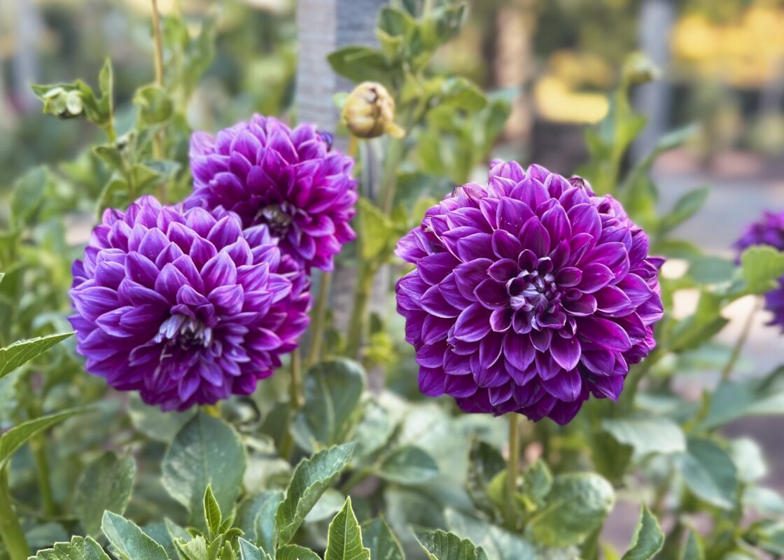 Growing Healthy Dahlias at Adelaide Botanic Garden - Neutrog