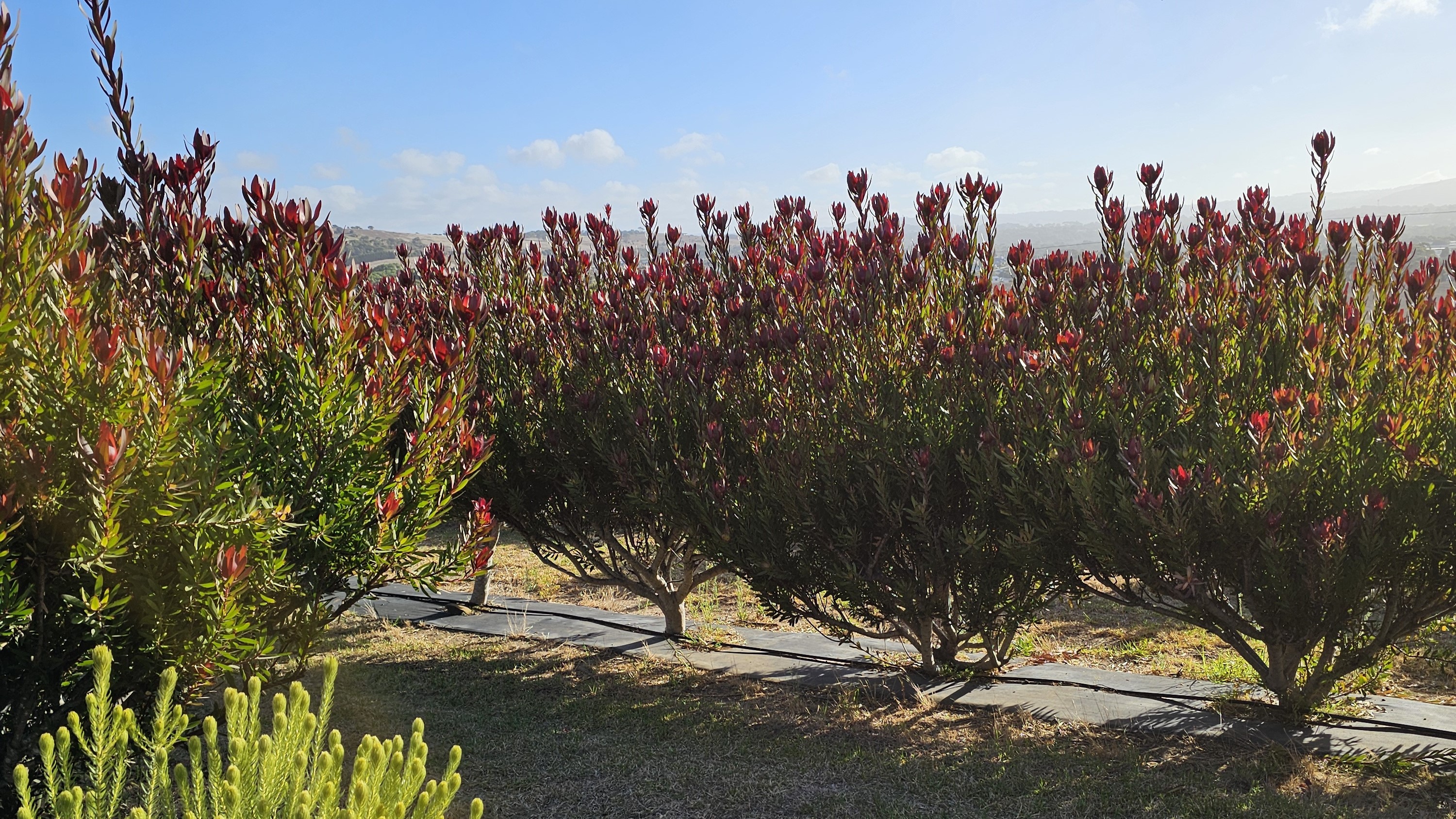 Boosting Flower Quality at Sugarbloom Farm - Neutrog