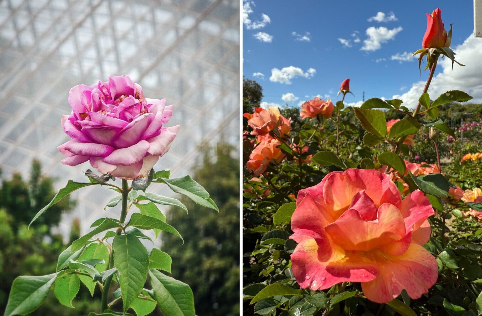 National Rose Trial Garden Photo Competition 2025 - Neutrog